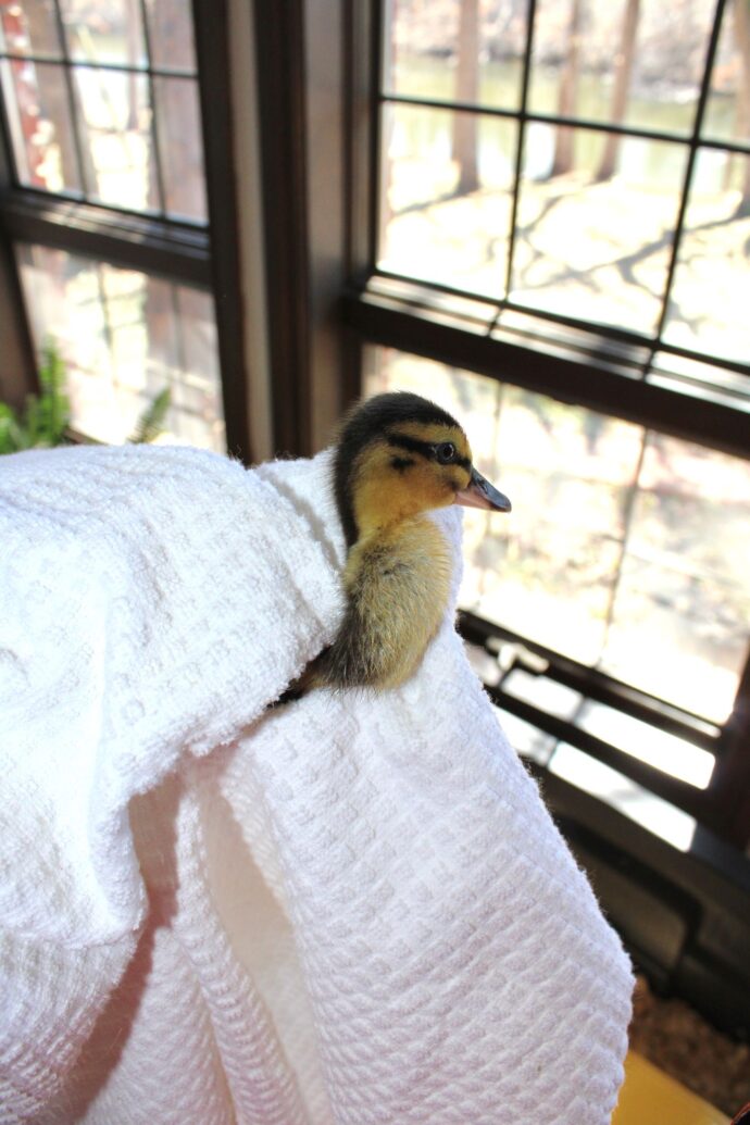 Introducing Ducklings to Water: The First Farmhouse Sink Photo