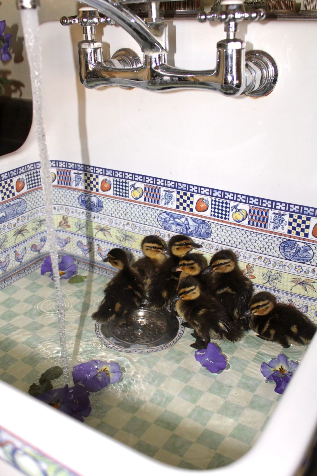 Introducing Ducklings to Water: The First Farmhouse Sink Photo