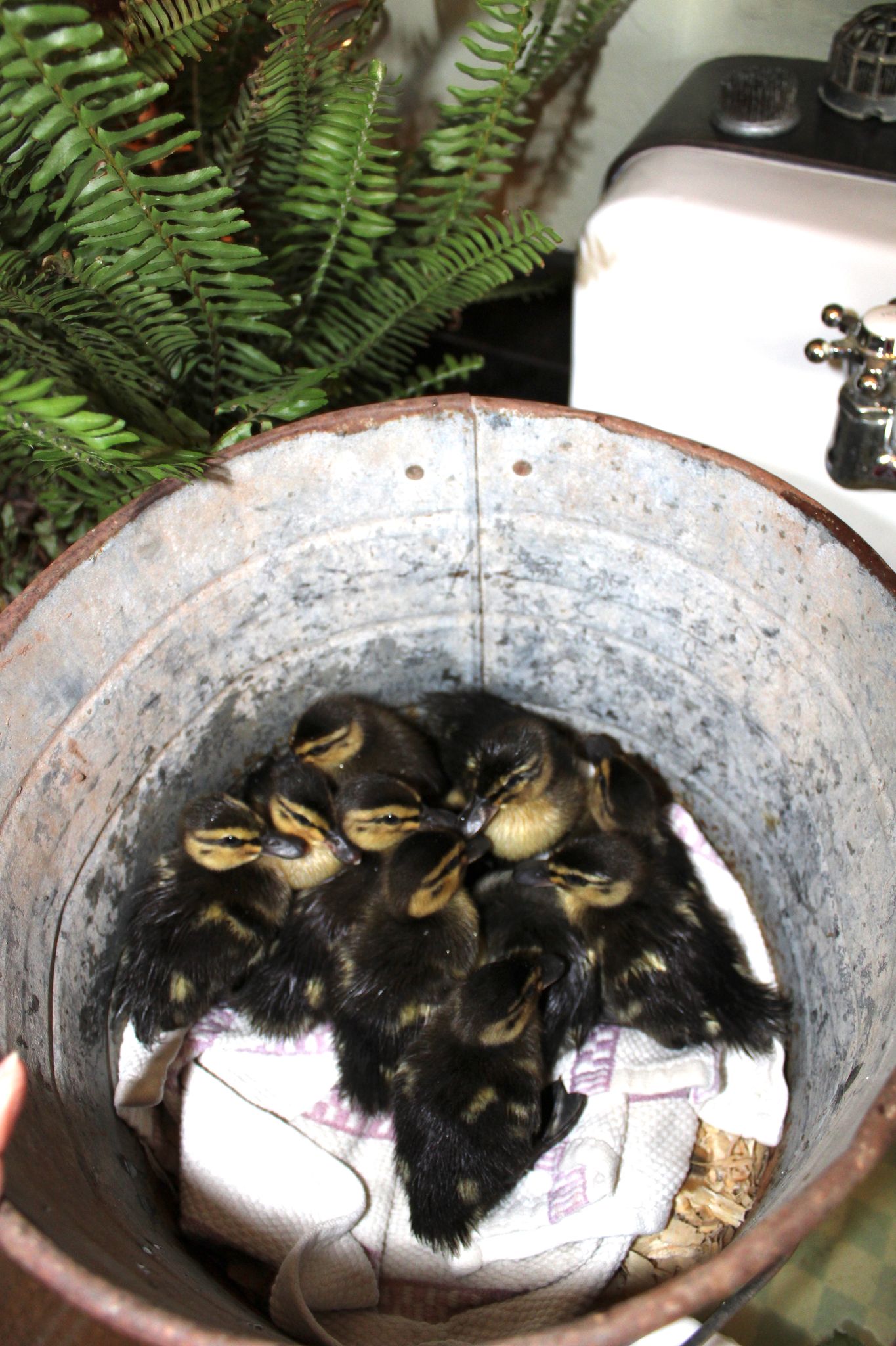 Introducing Ducklings to Water: The First Farmhouse Sink Photo
