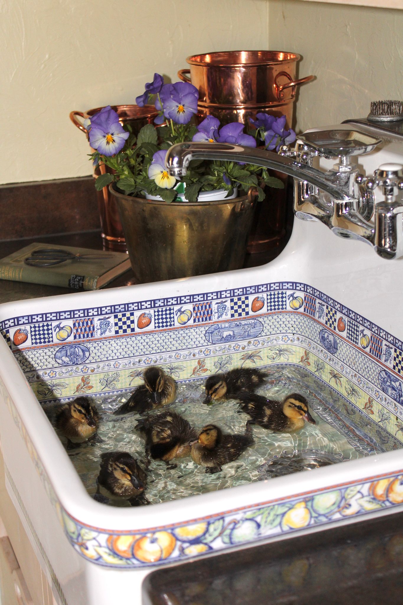 Introducing Ducklings to Water: The First Farmhouse Sink Photo