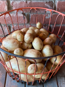 How to Start your Spring Vegetable Garden Early - Penny Pennington Weeks