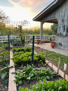 How to Start your Spring Vegetable Garden Early - Penny Pennington Weeks