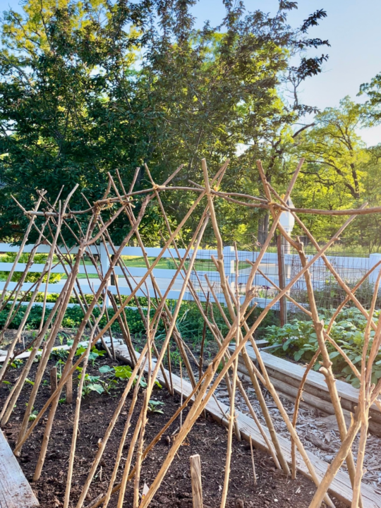 How to Build a Beautiful Climbing Vegetable Trellis - Penny Pennington ...